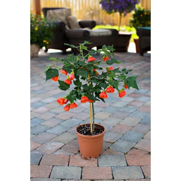 Abutilon hybrida ORANGE - Flowering Maple