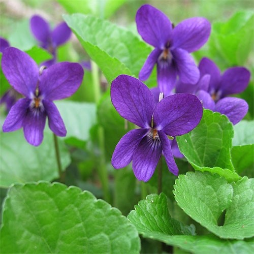 Viola odorata - Sweet Violet