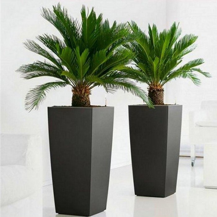 Giant Cycad - Cycas revoluta - King Sago Palm Tree Specimen - 60-80cm