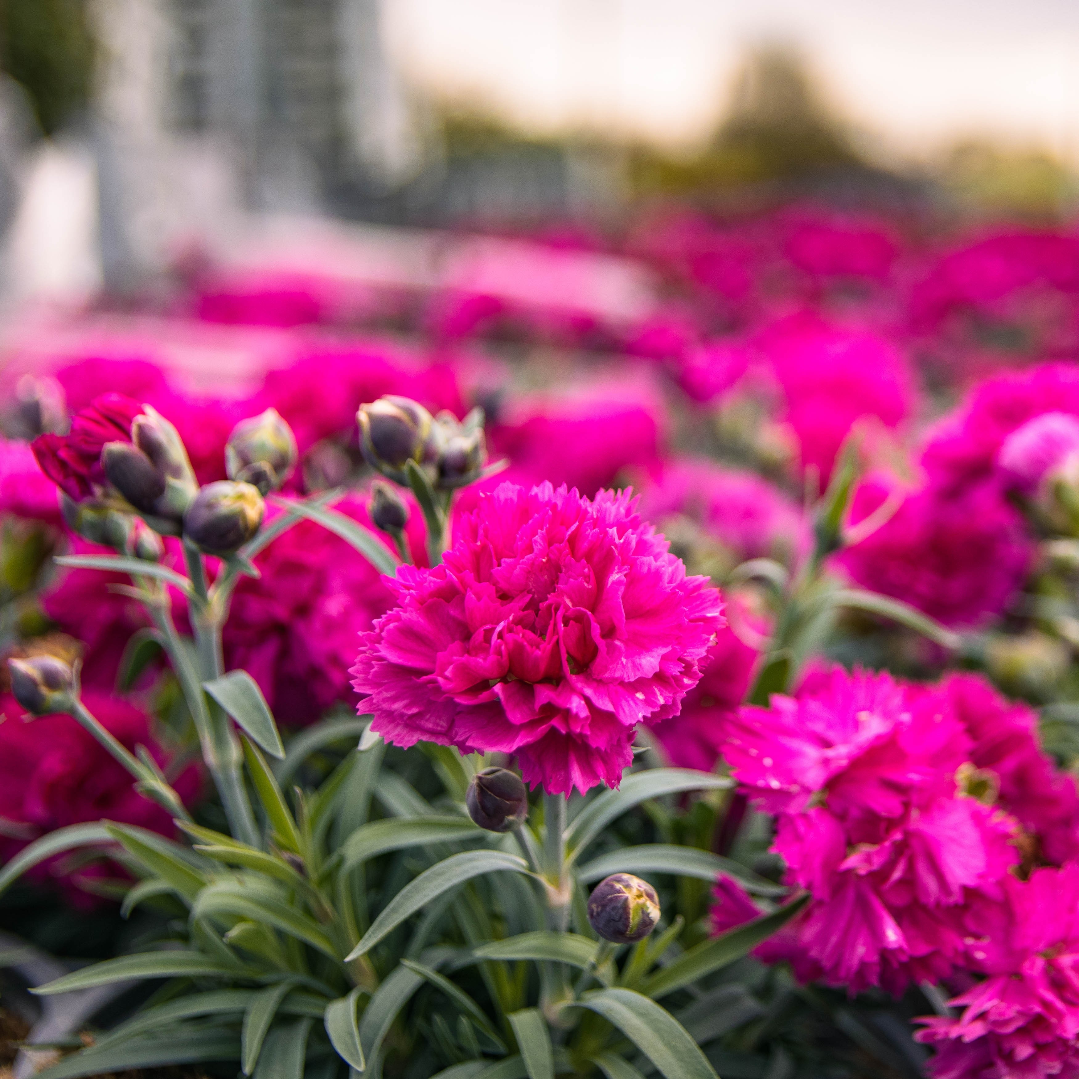Dianthus 'Early Bird' Sherbet - Cottage Garden Pink in Bud & Bloom