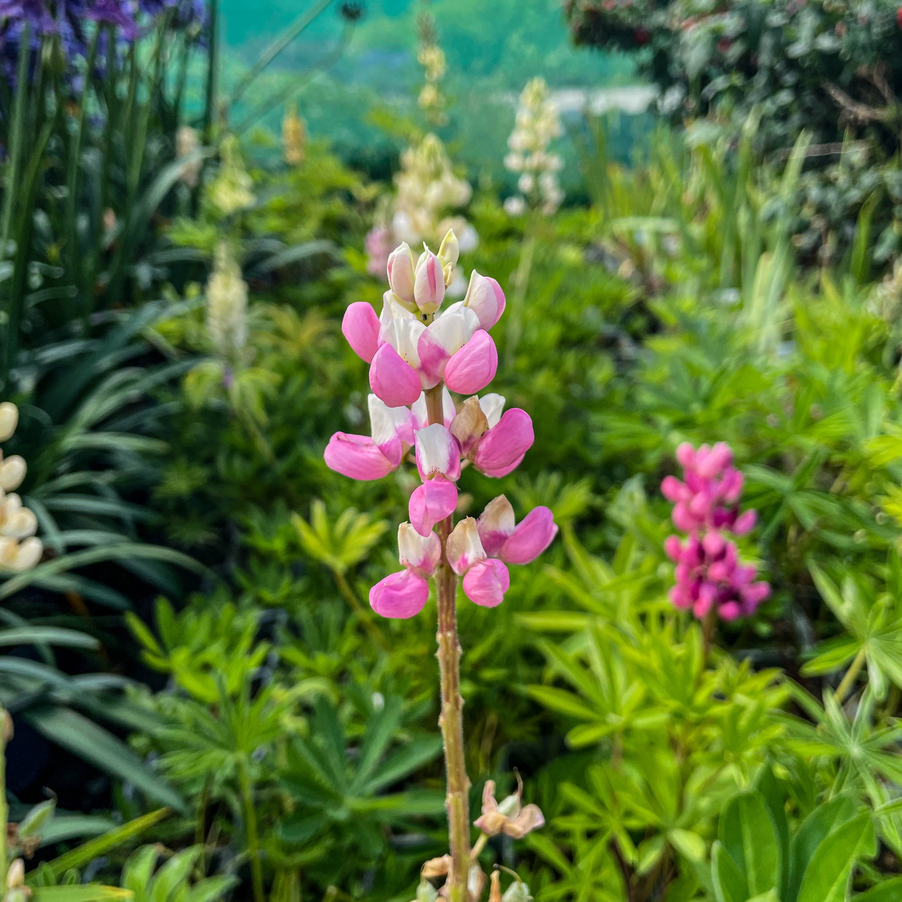 Lupin Tutti Frutti - Collection of FIVE Plants in Assorted Colours