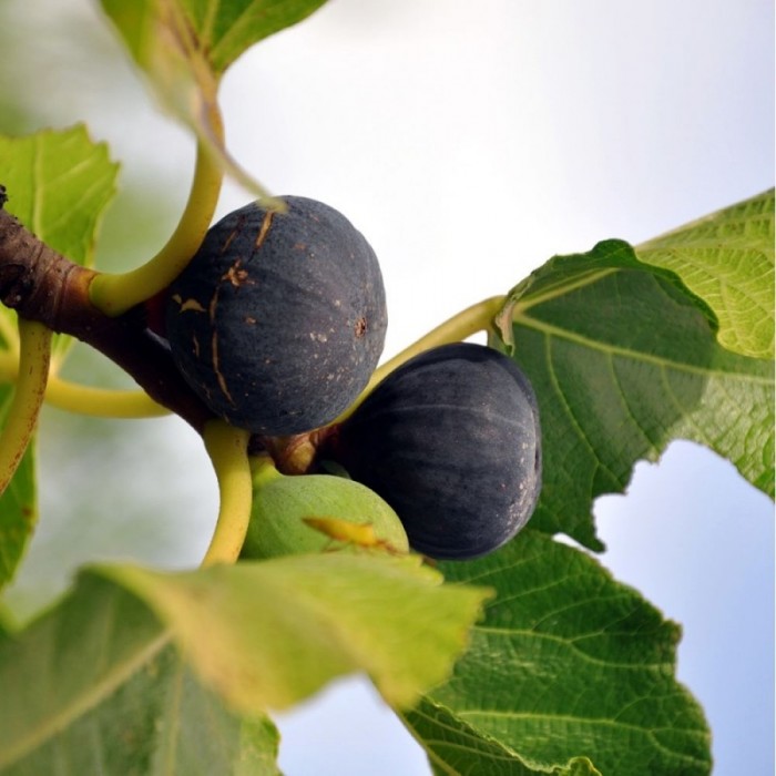 Fig - Ficus carica Sultane