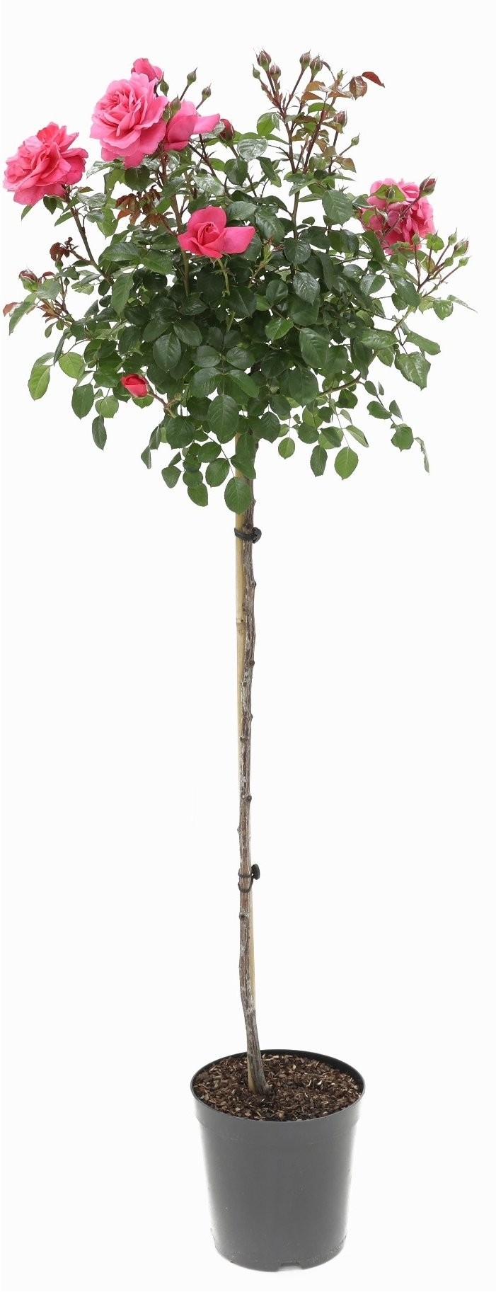 Large Pink Standard Rose Tree 'Queen Elizabeth' - circa 150cms tall