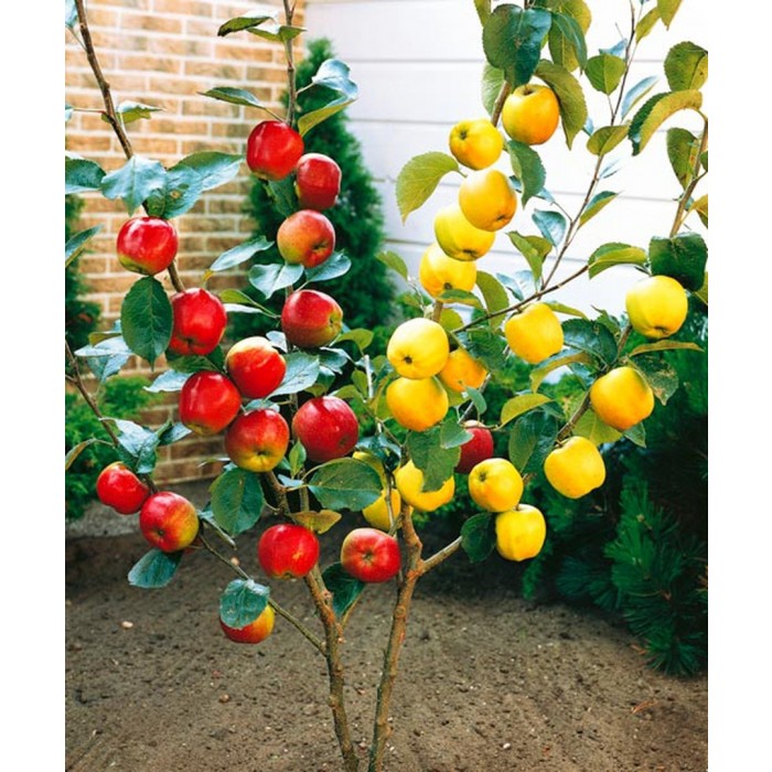 Apple Tree - Duo Tree - Golden Delicious and Gala Apple - Large ...