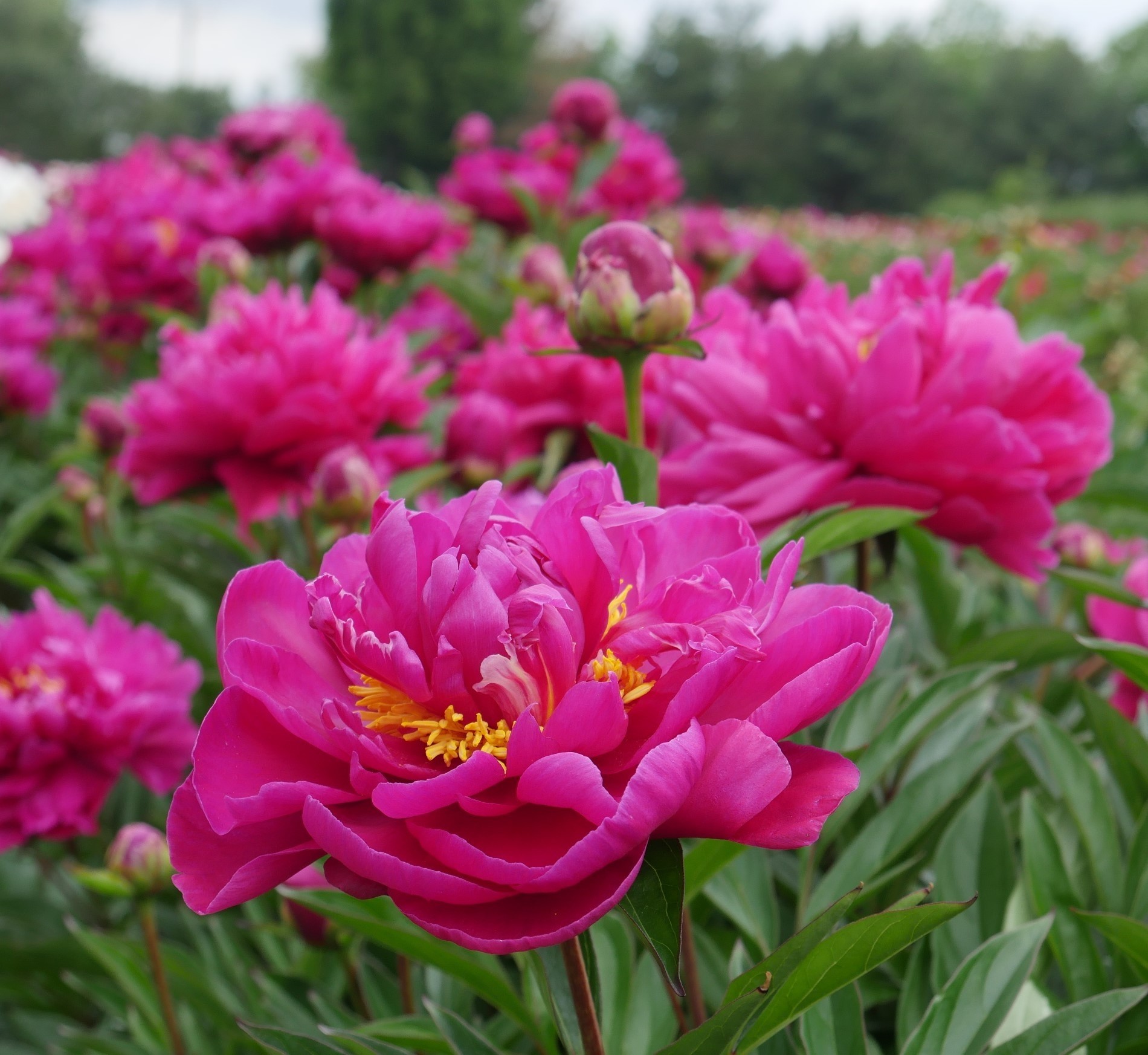 Paeonia Louis van Houtte - Peony