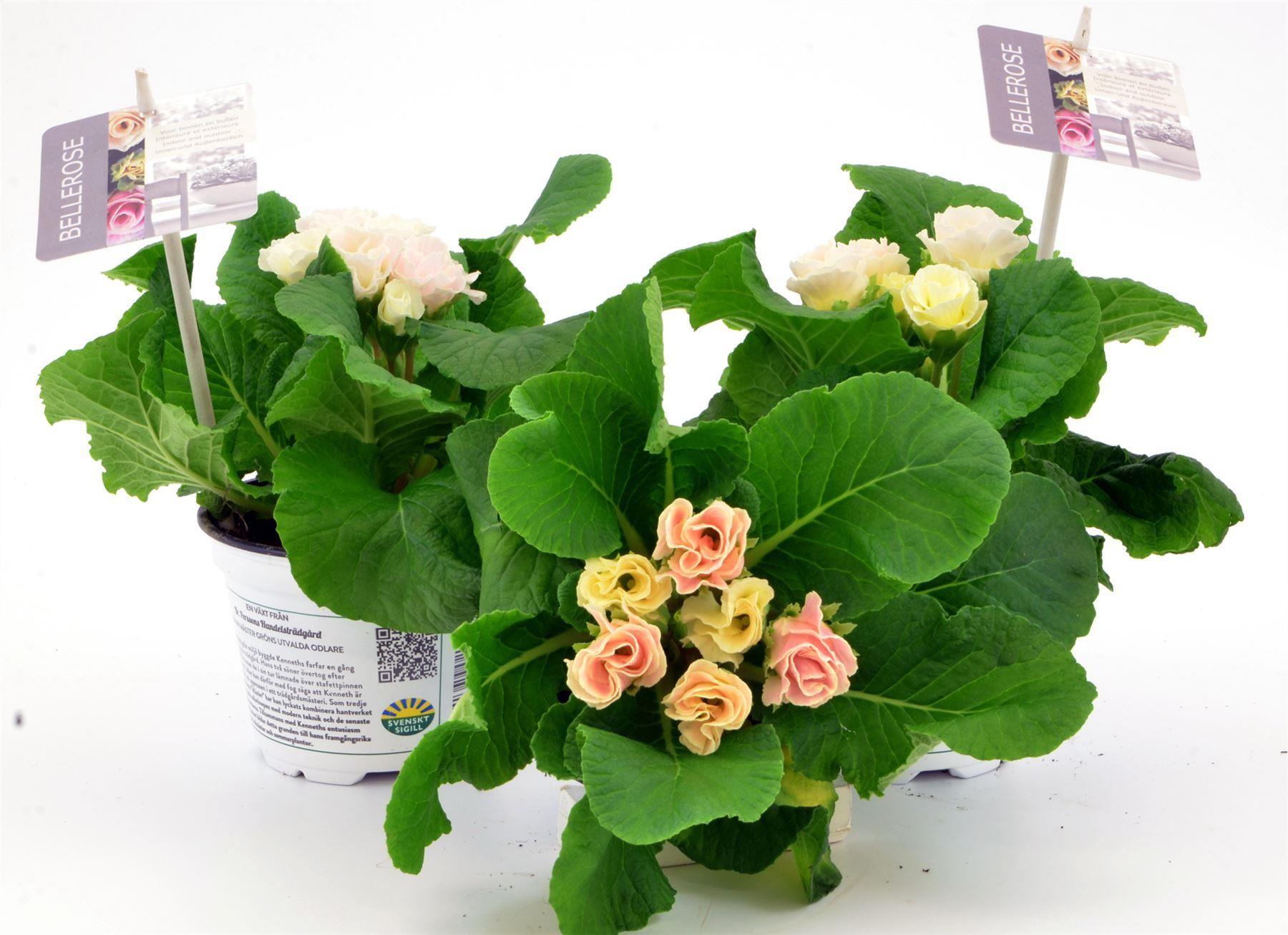 Primrose Antique Rose - Pretty Pink Ruffled Flowers - Pack of SIX Plants