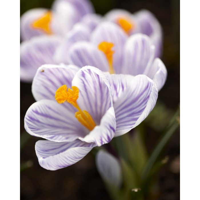 Crocus Pickwick