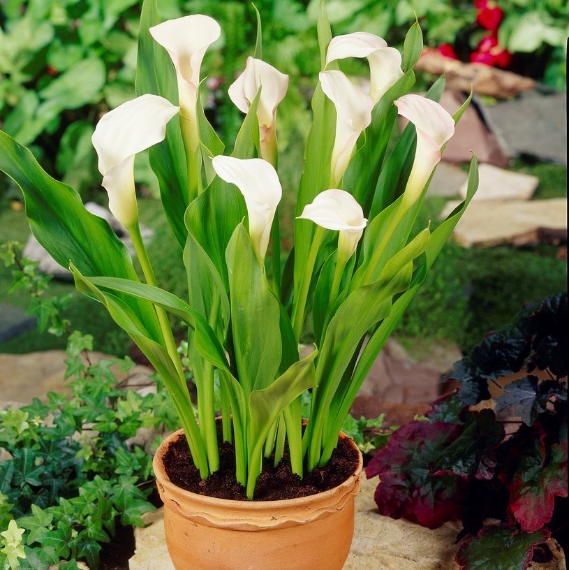 Zantedeschia Crystal Blush - Calla Lily - Pack of TEN Bare root