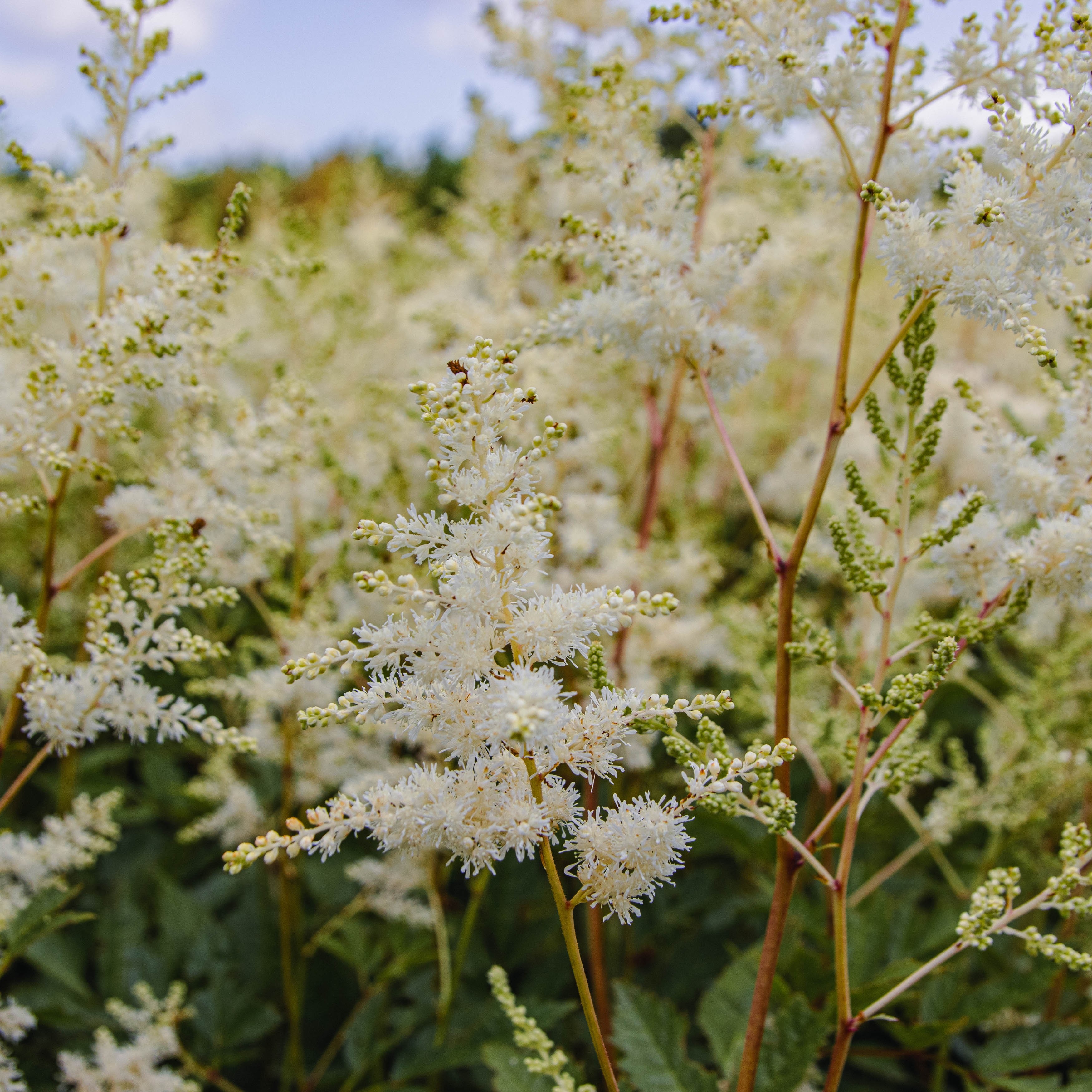Astilbe Snowdrift