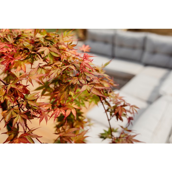 Acer palmatum 'Cascade Ruby'