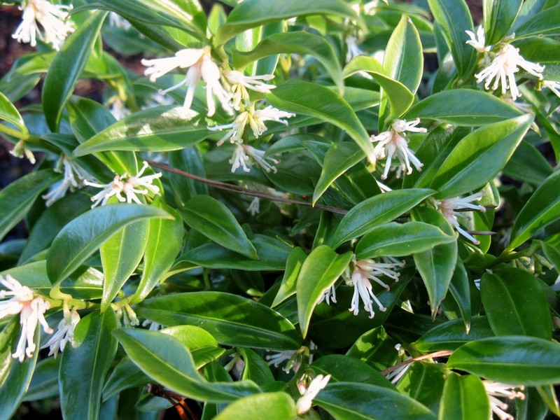 Christmas Box - Sarcococca confusa - Evergreen Fragrant Plants