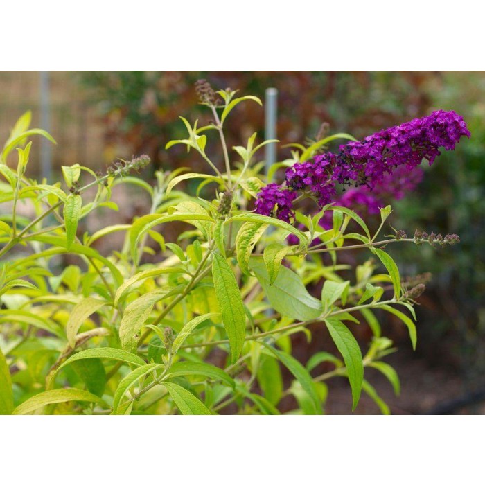 Buddleja Buddma 'Moonshine' - New & Exclusive Golden Foliage Buddleia