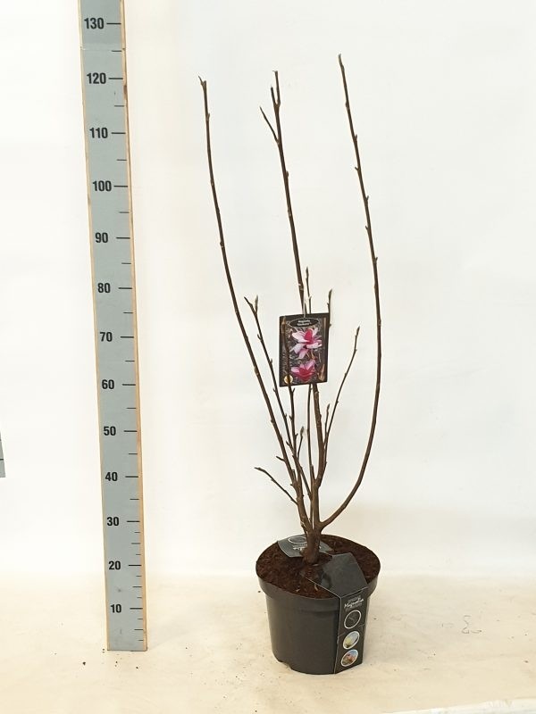 Magnolia Starburst - LARGE