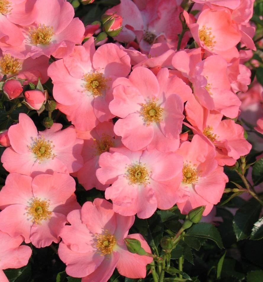 Rose - Pink Blanket - Shrub Rose