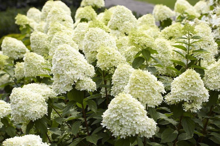Hydrangea paniculata Limelight - EXTRA LARGE Flowering Plant