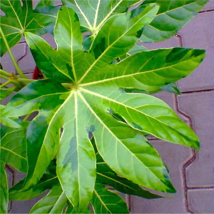 Fatsia japonica Annelise - Golden variegated 'Murakumo Nishiki ...