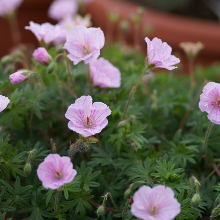 Hardy Geranium Breeders Mix Premium Collection - Pack of TEN