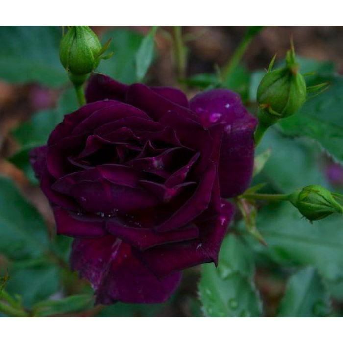 Rose Midnight Blue - Shrub Rose