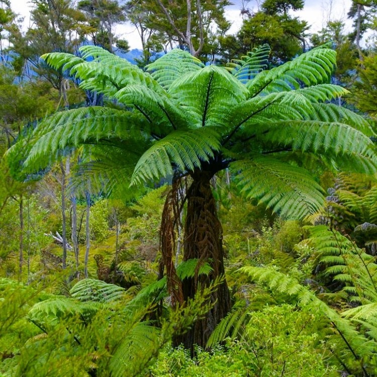 Large Cyathea dealbata - Silver Tree Fern