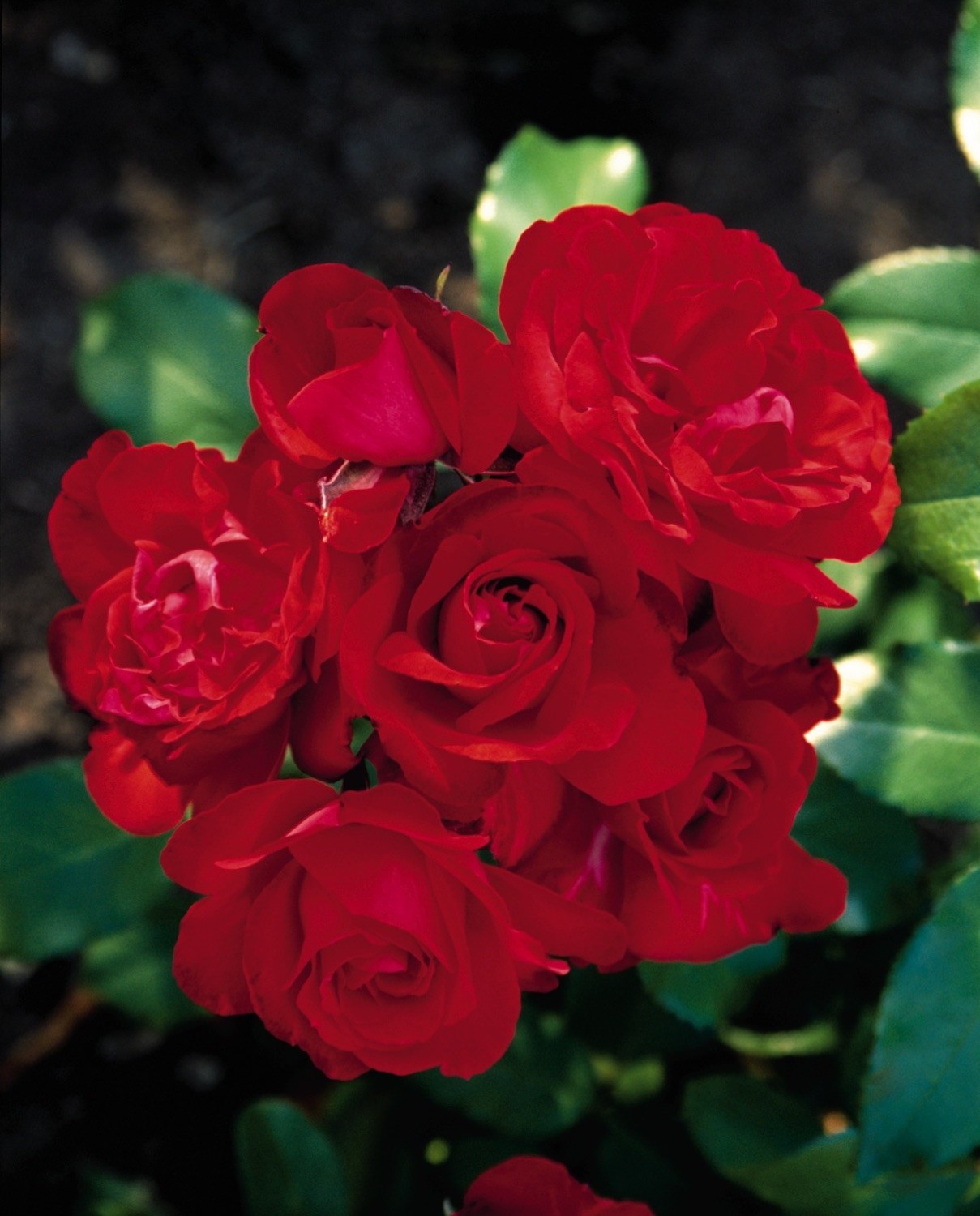 Rose Satchmo - Red Floribunda Shrub Rose