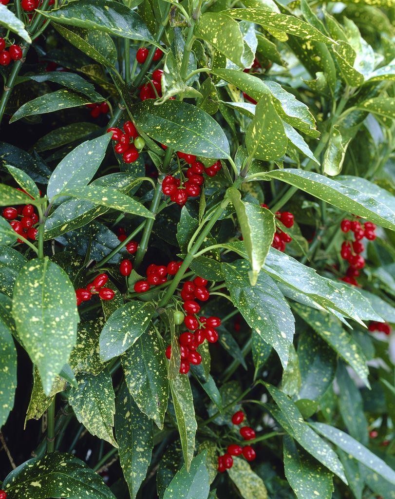 Evergreen Japanese Spotted Laurel - Aucuba japonica Variegata