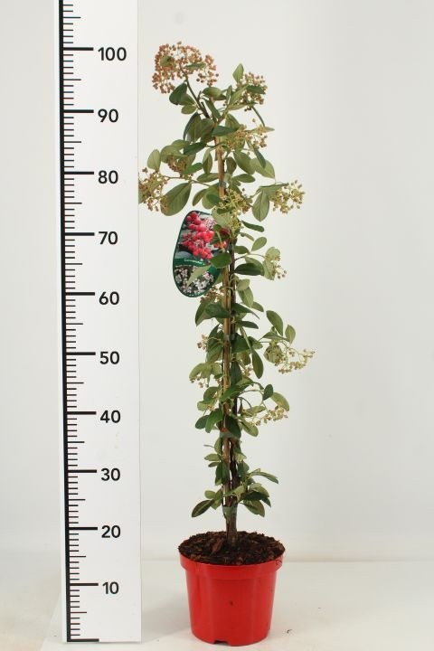 Cotoneaster lacteus - Late Cotoneaster