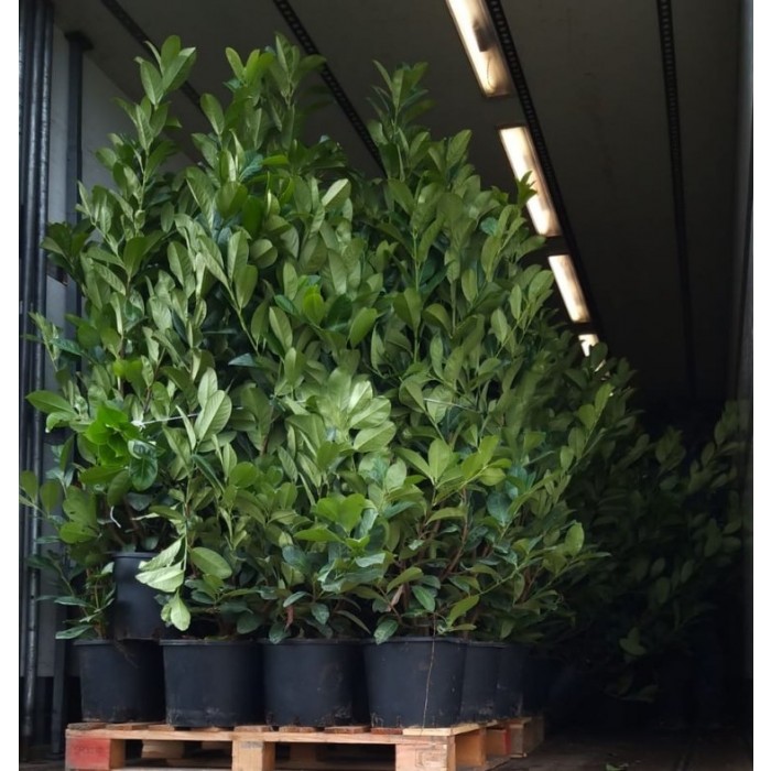 Laurel Hedging - 6-7ft tall - Pack of 10 Large Plants - Prunus ...