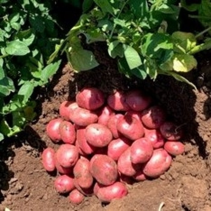 Caledonian Rose - Main Crop Seed Potatoes - Pack of 10