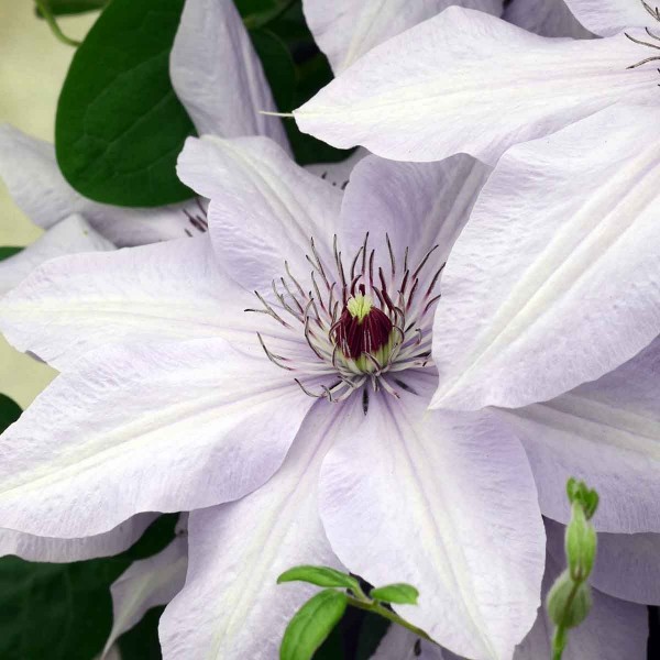 Clematis florida sieboldii - Bicolor sieboldiana Clematis
