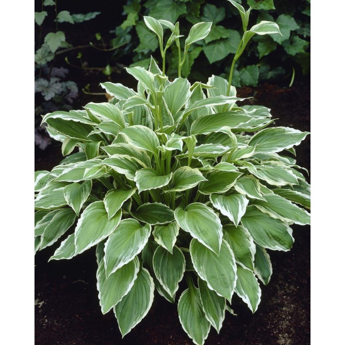 Hosta undulata albomarginata