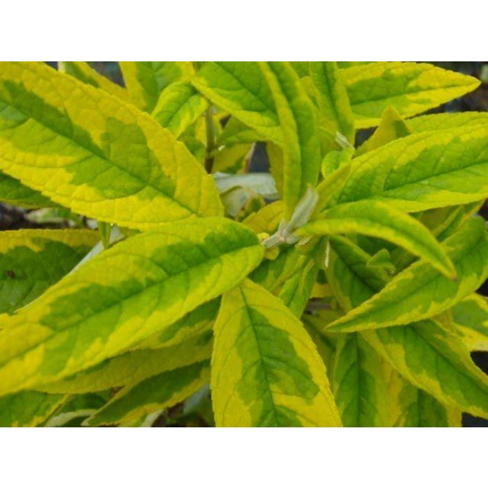 Buddleja davidii Santana - Butterfly Bush - Golden Variegated Buddleia