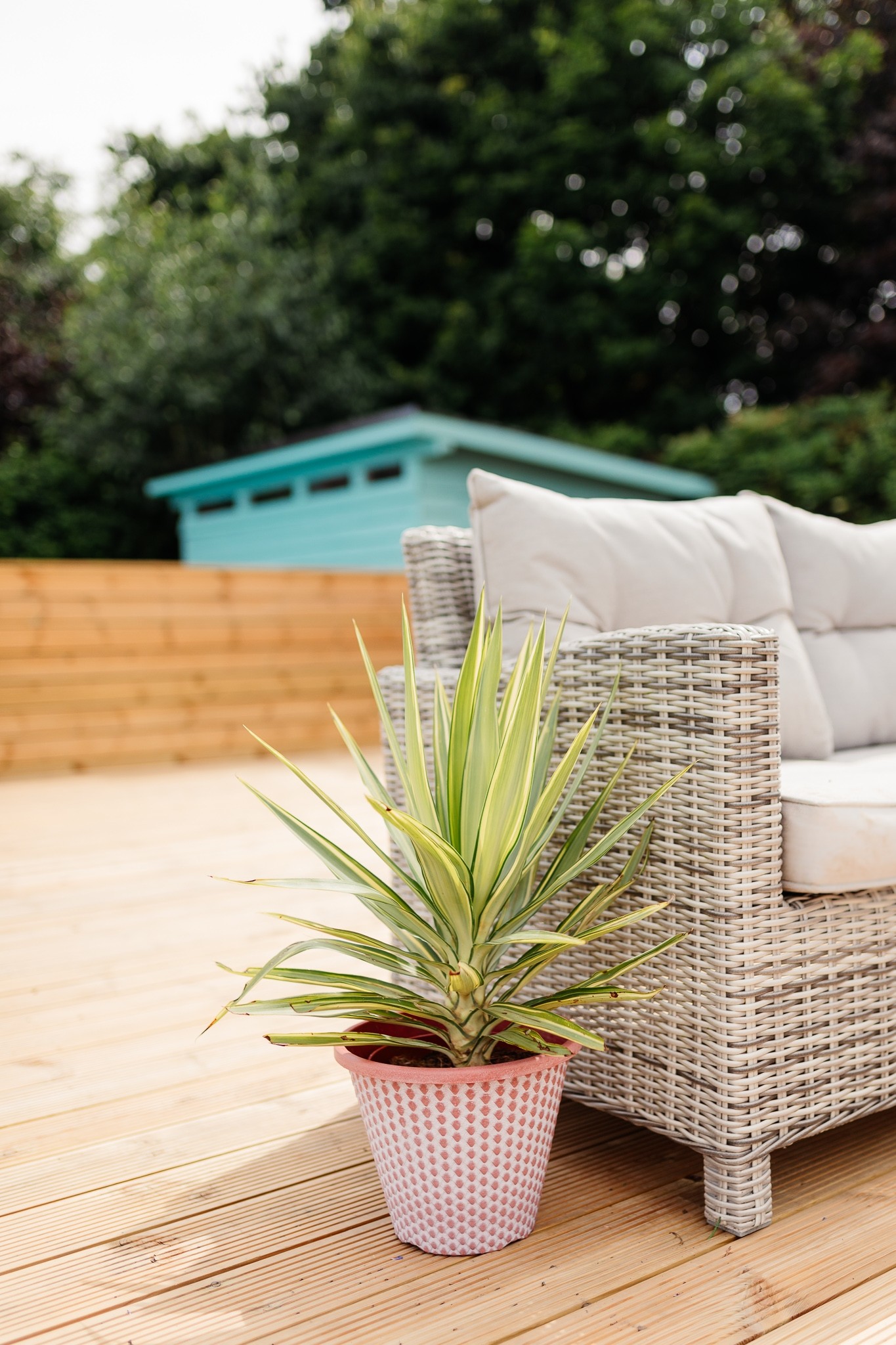 Patio Adams Needle Yucca Jewel Palm Tree - Approx 60-80cms