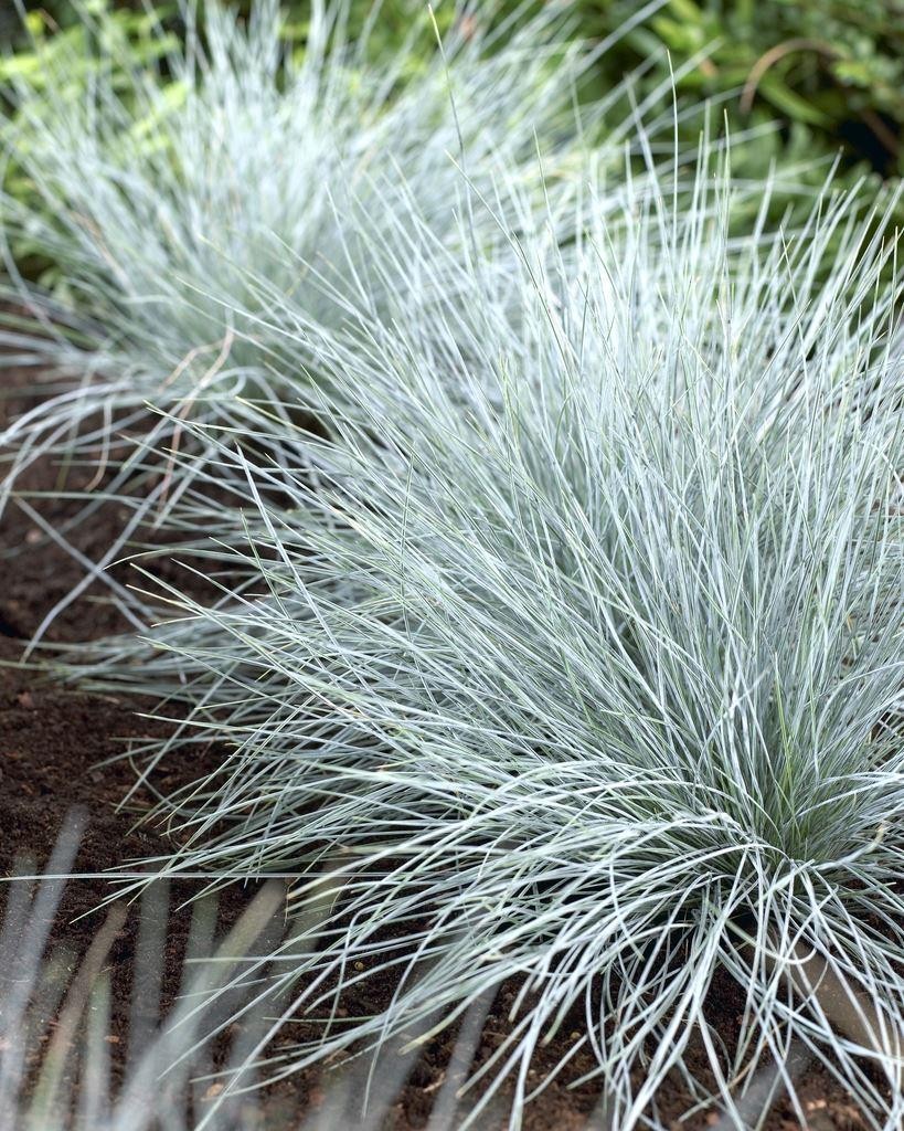 Festuca glauca Elijah Blue - Intense Blue Fescue