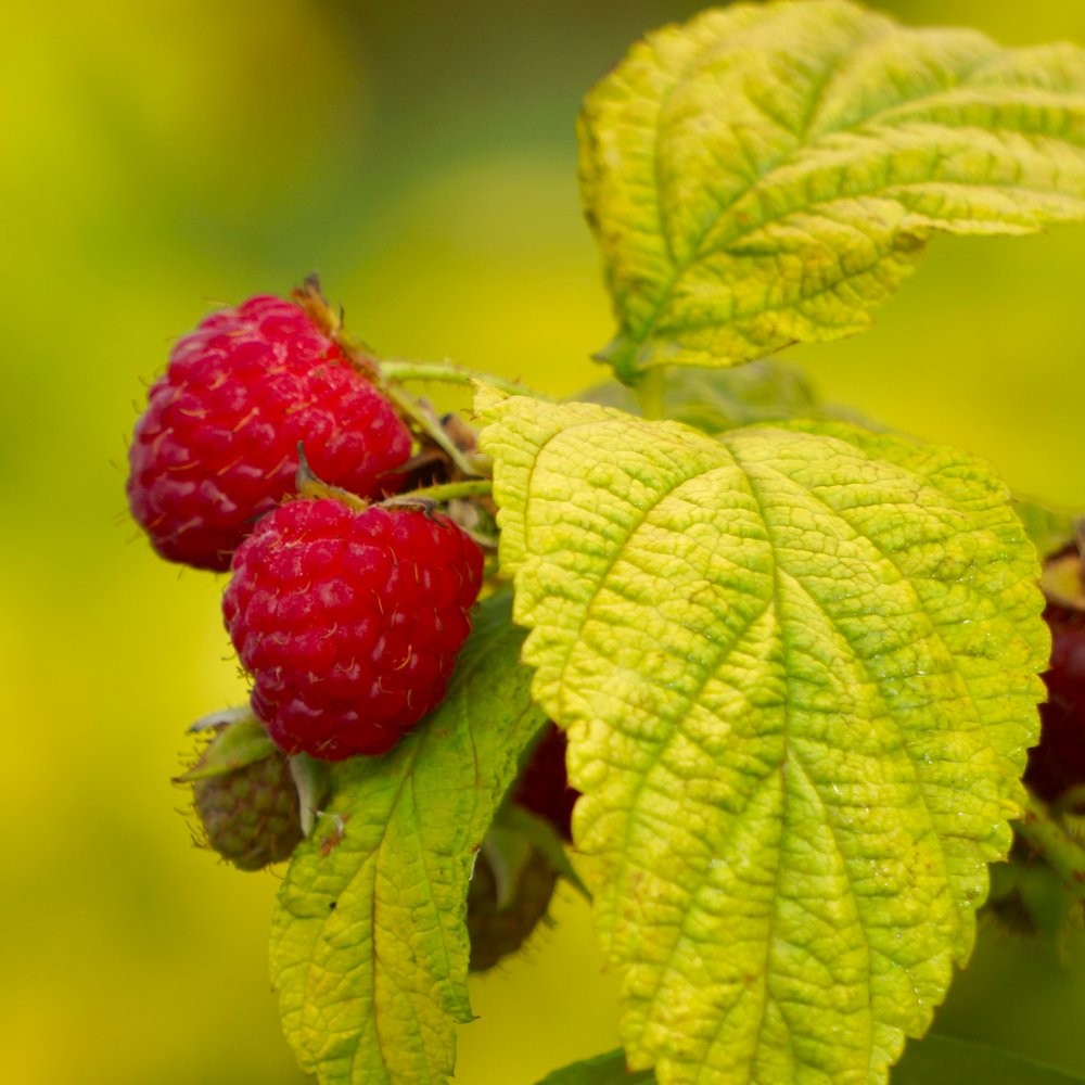 Raspberry Groovy - Dwarf Golden Leaf Summer Fruiting Patio Raspberry ...