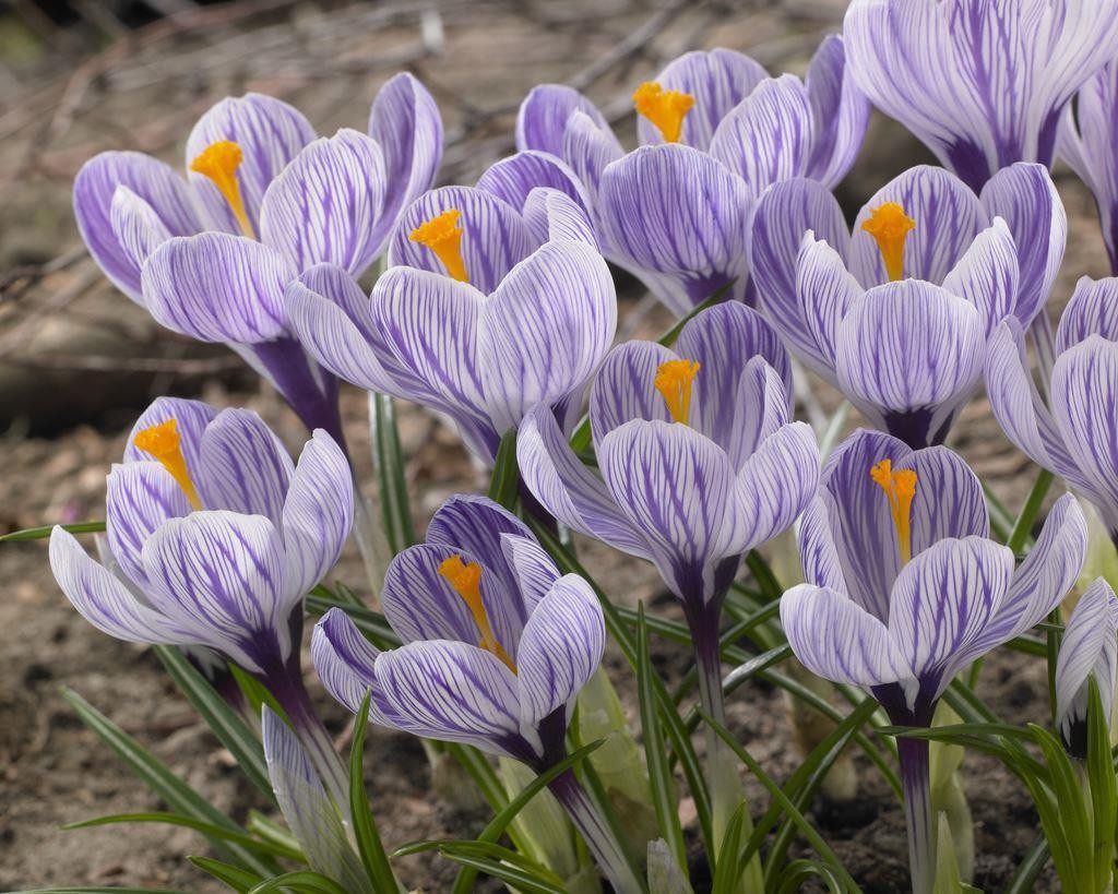 Crocus Pickwick