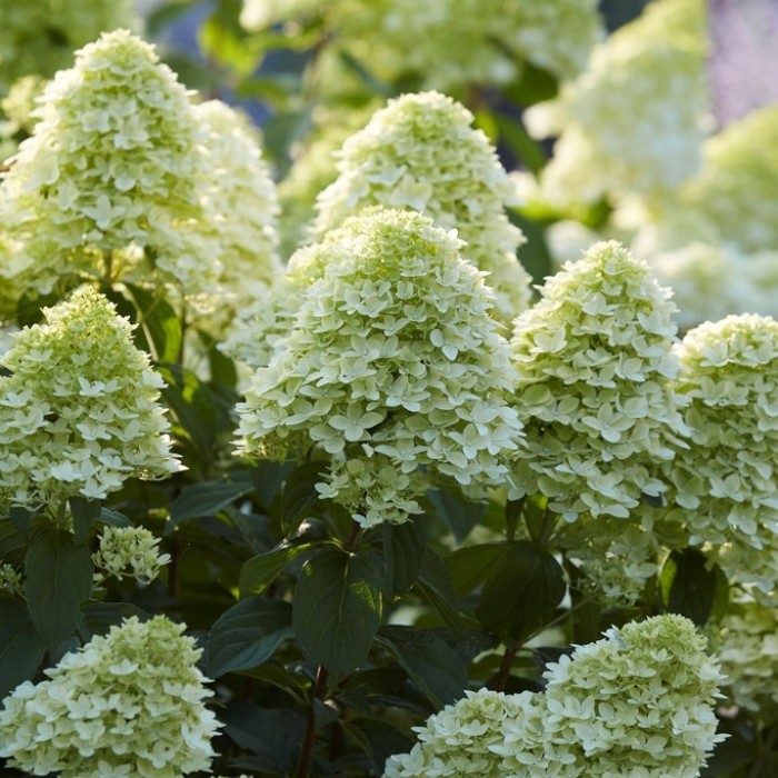 Hydrangea paniculata Magical Candle - Large Specimen