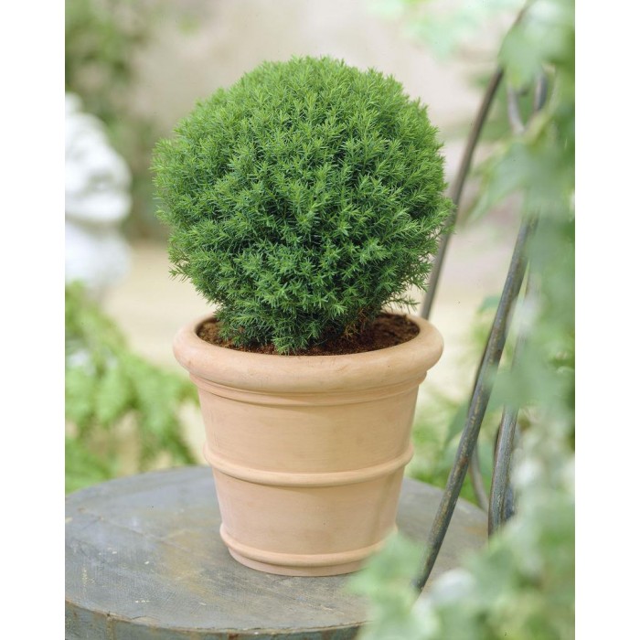 Thuja occidentalis 'Teddy' - Dwarf Slow Growing Conifer