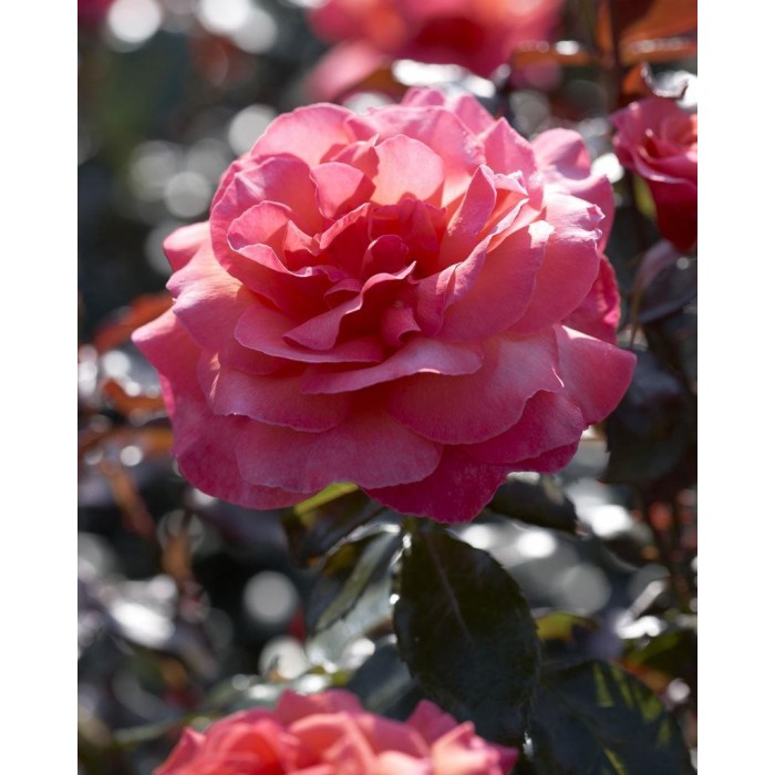 Rose Braveheart - Floribunda Hybrid Tea Bush Rose
