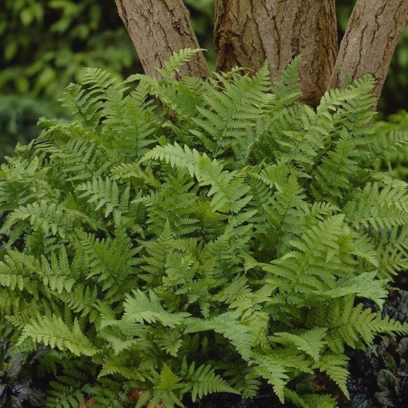 Dryopteris filix-mas Barnesii - Fern