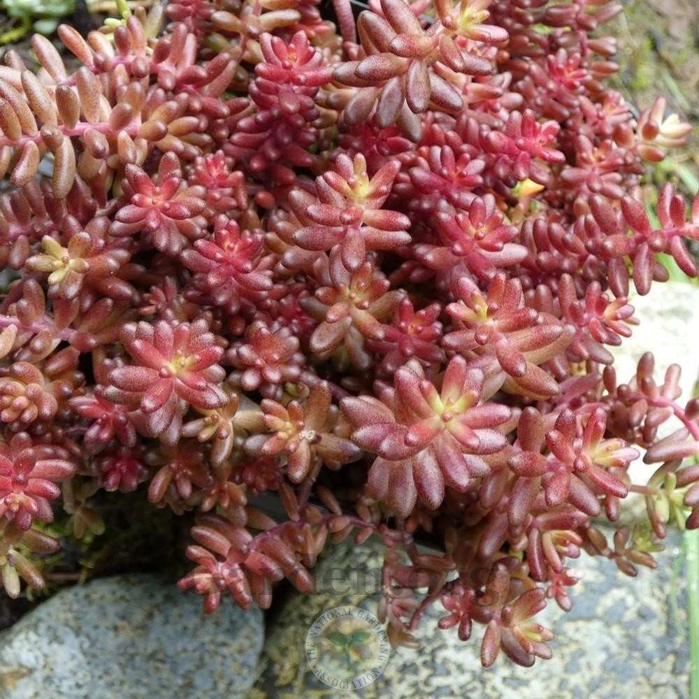Hardy Succulent Sedum Collection - Pack of FIVE Evergreen Hardy Plants ...