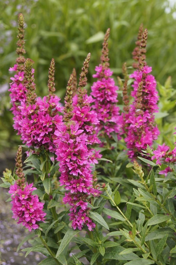 Lythrum salicaria 'Robin'