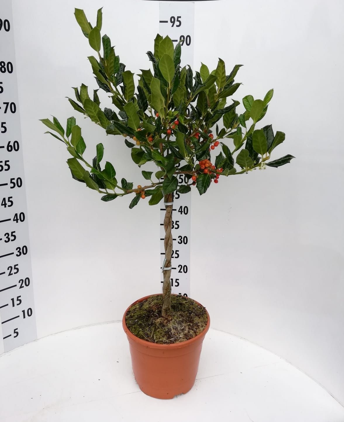 Holly Tree Standard Twisted Stem - Ilex Nellie Stevens - Fantastic Gift ...