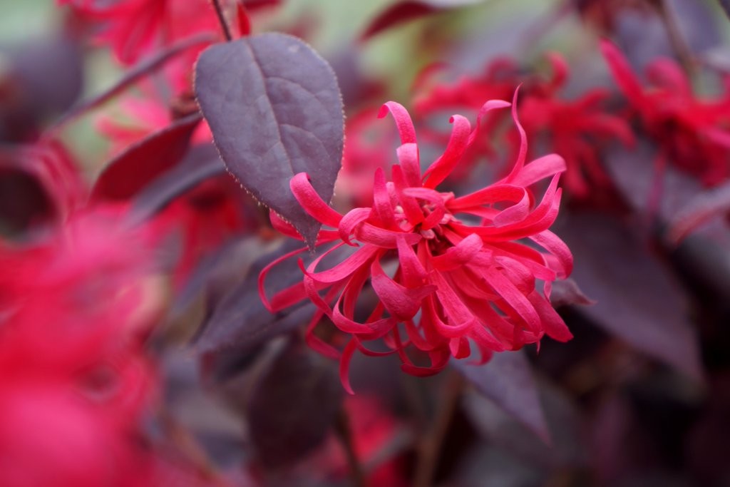 Loropetalum chinensis Ever Red (Chang Nian Hong) - Chinese Witch Hazel