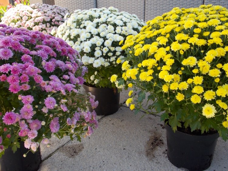 Colourful Garden Mum Chrysanthemum - Apricot Shades
