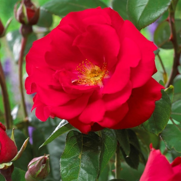 Climbing Roses for Sale UK | Gardening Express