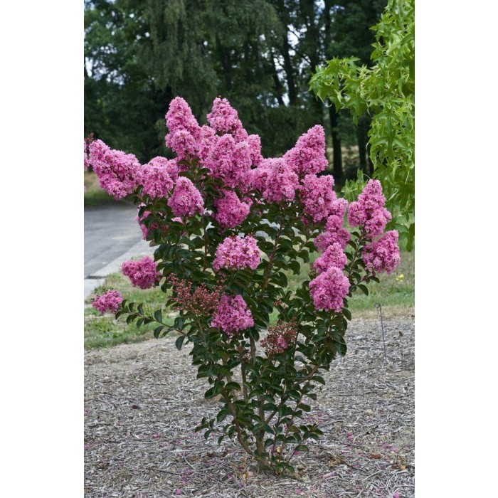 Lagerstroemia indica - Crape Myrtle - Large Specimen Tree