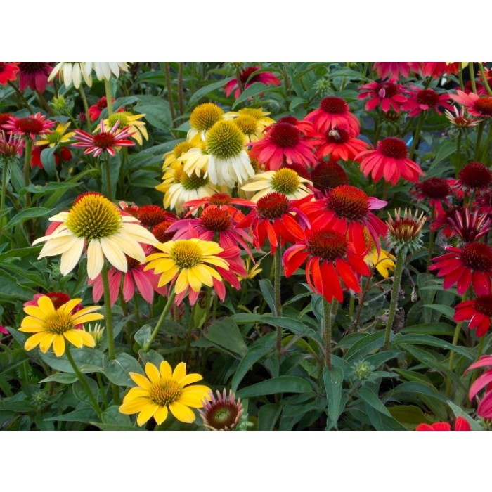 Echinacea Cheyenne Spirit - Coneflower Plants in Amazing Colours