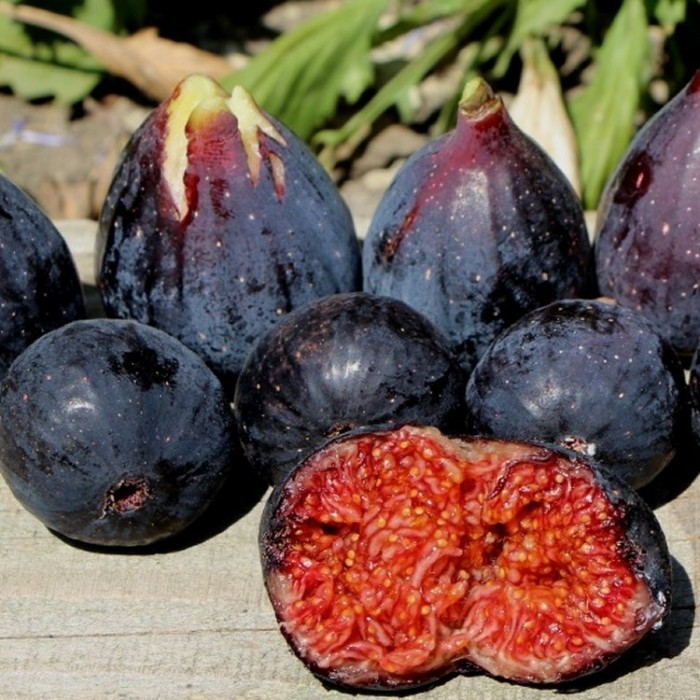 Fig - Ficus carica Sultane