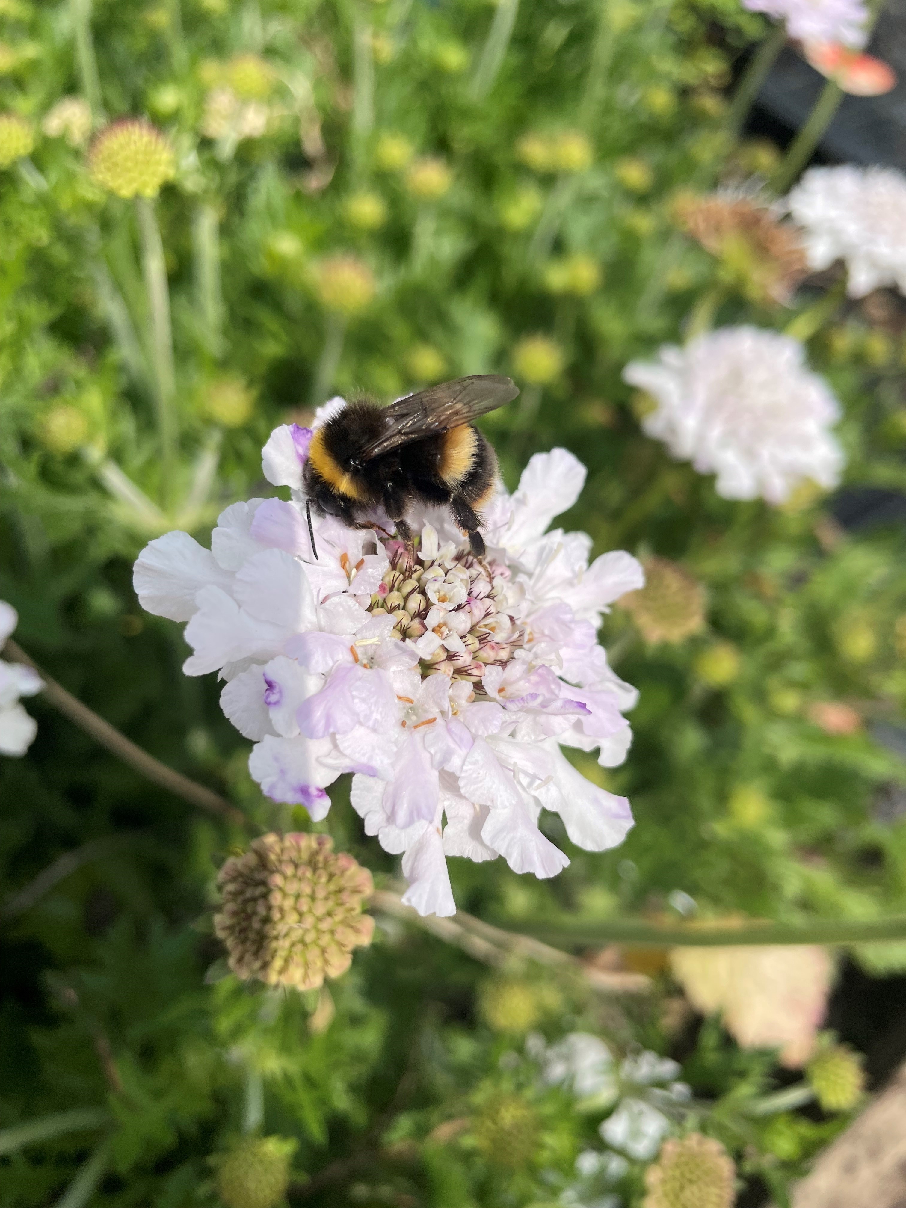 Scabiosa columbaria 'Flutter Pure White' - Scabious