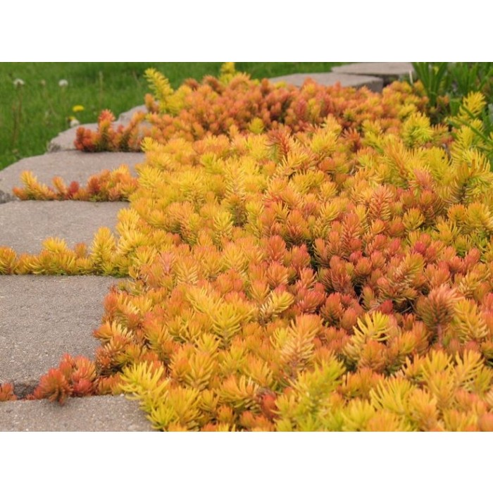 Hardy Succulent Sedum Collection - Pack of FIVE Evergreen Hardy Plants ...